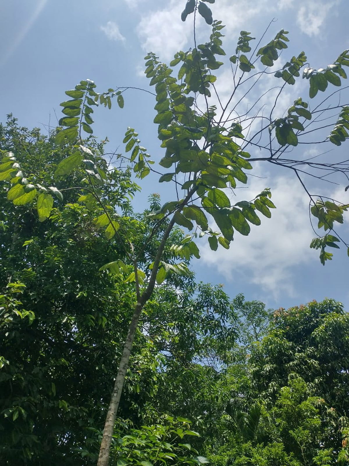 Pataxte white cacao (Mocambo, Theobroma bicolor) - a few words about ...